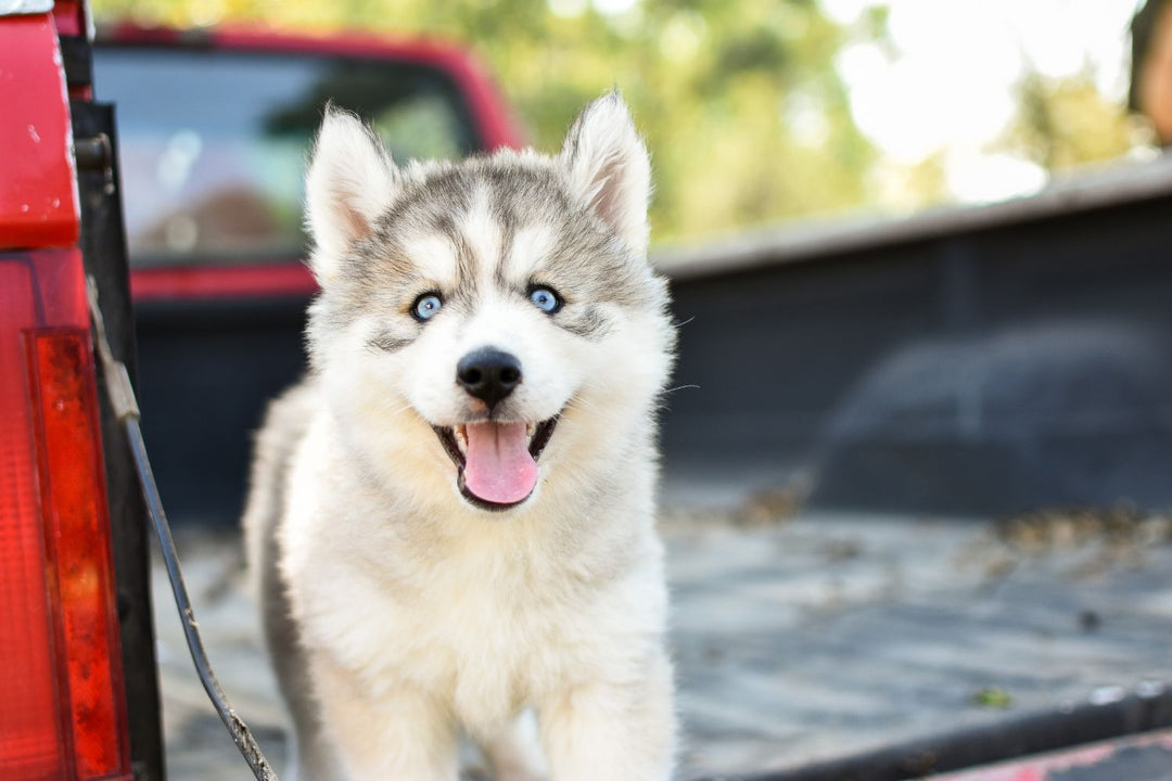 Bone Diseases in Puppies and Growing Dogs – Australianpetnutrition