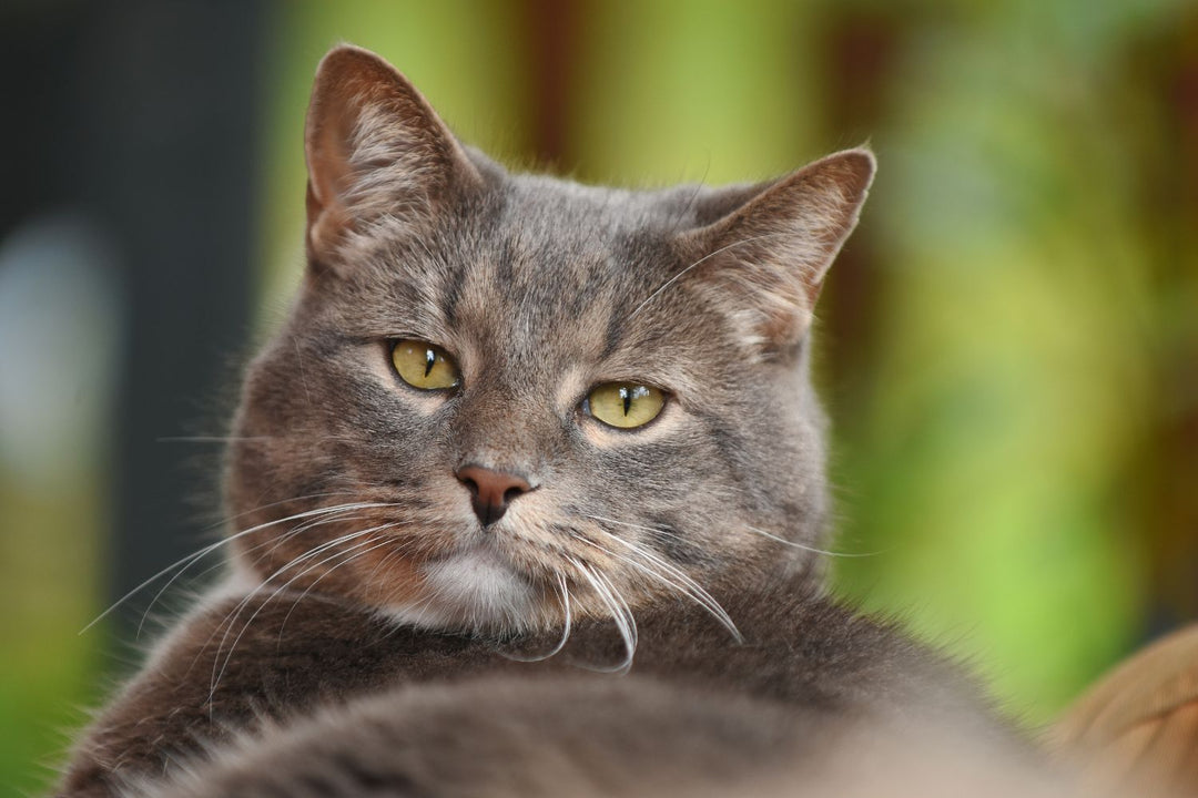 Caring for an Elderly Cat – Australianpetnutrition